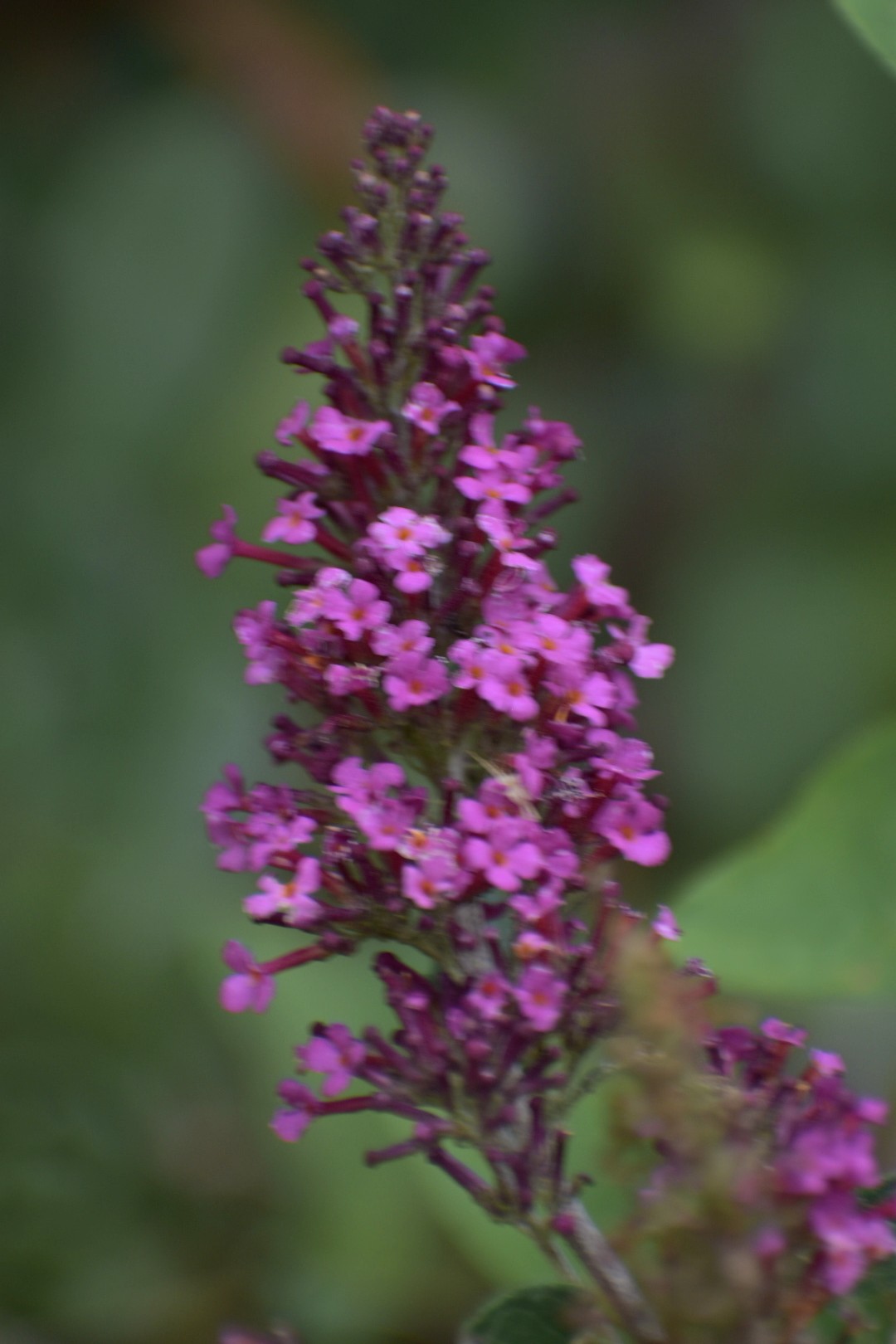 Butterfly Bush Bloom by Barb · 365 Project