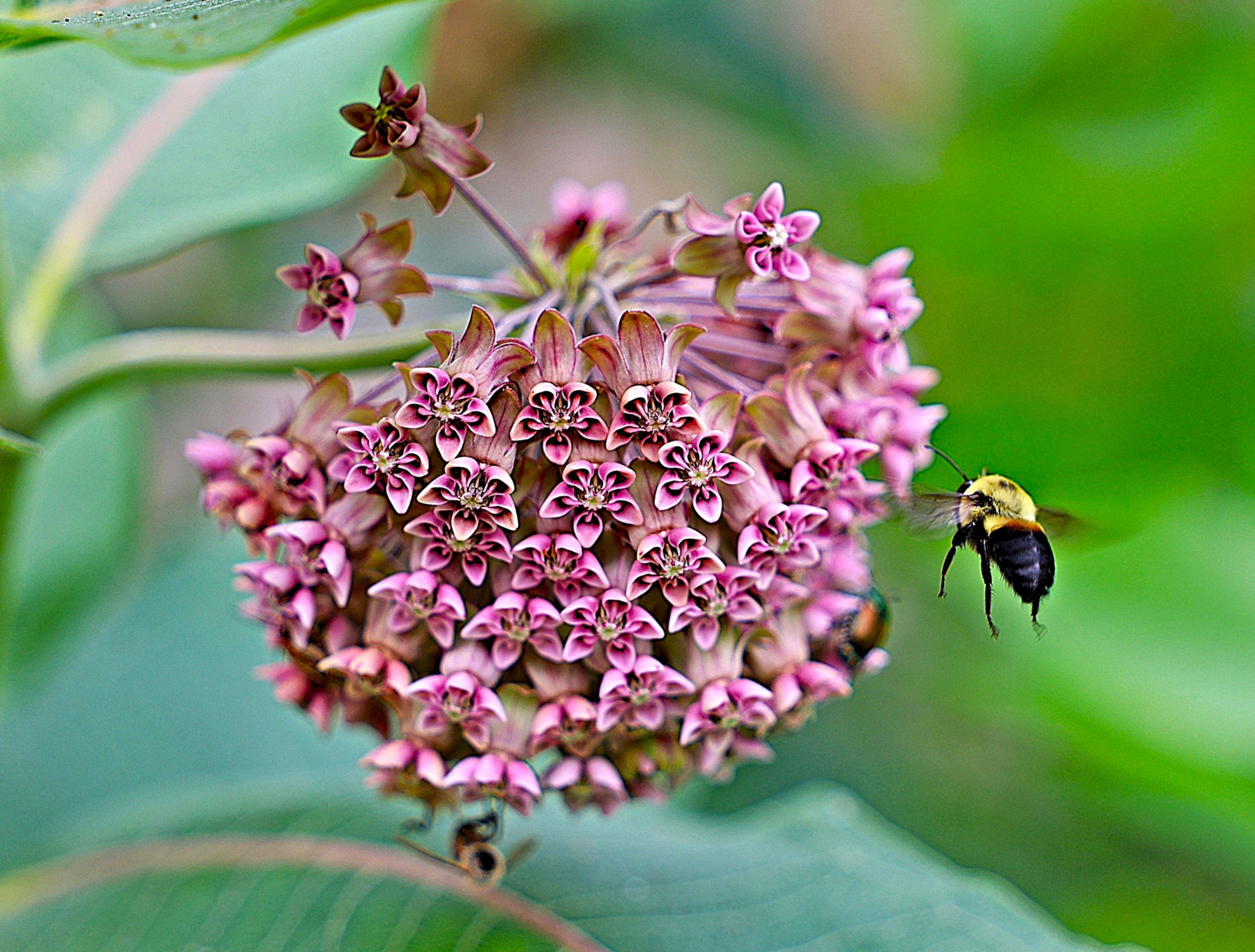 Milkweed Bloom and Bee by *lynn · 365 Project