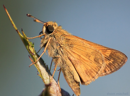 How many proboscises? by Thom Mitchell · 365 Project