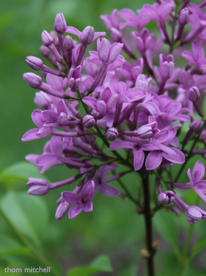 Lilac by Thom Mitchell · 365 Project
