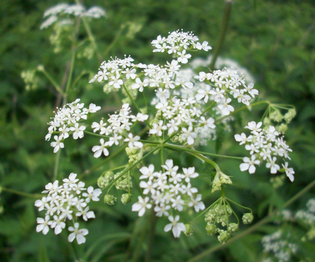 Cow Parsley by Lesley · 365 Project
