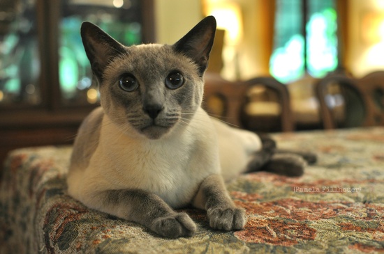 sheba.... by Pamela Fillhouer · 365 Project