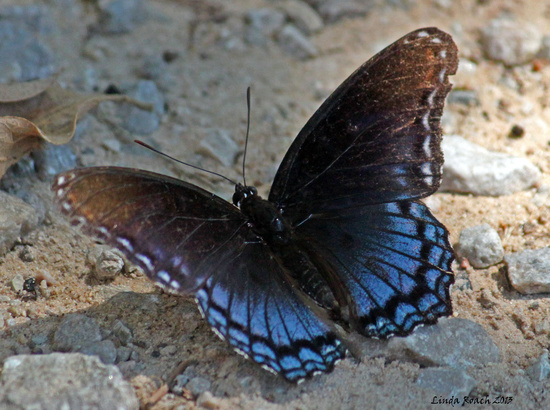 Beautiful Blue Butterfly by Linda · 365 Project