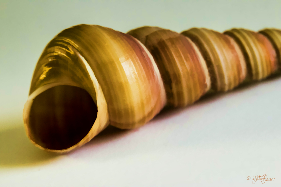 Boring Turret Snail Shell by Skip Tribby - 🖖 · 365 Project