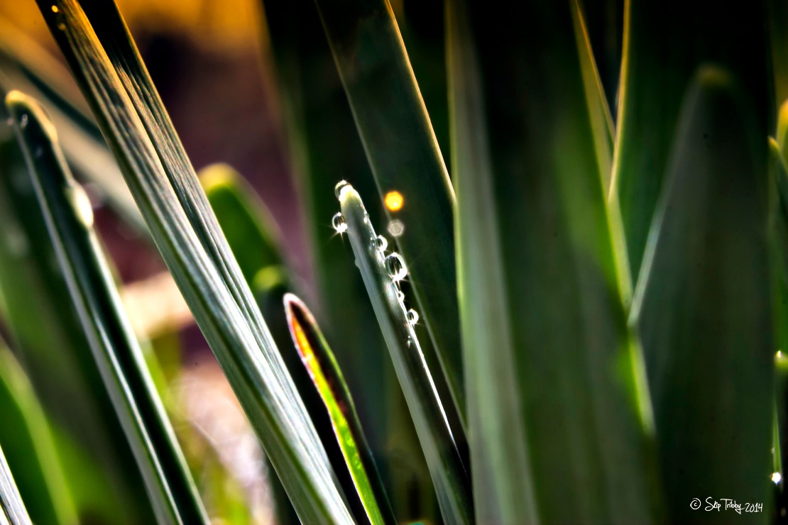 Springing Forth by Skip Tribby - 🇺🇸 🇮🇱 · 365 Project