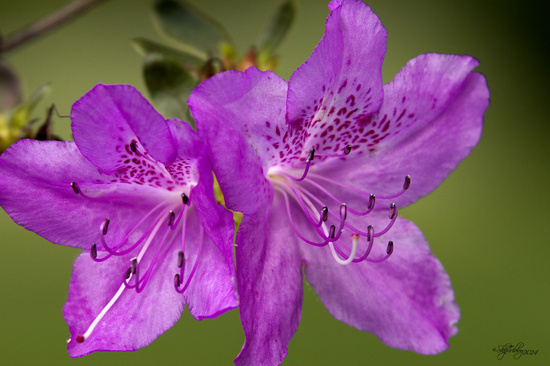 Azaleas by Skip Tribby - 🖖 · 365 Project