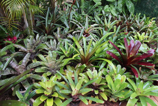 Assorted Bromeliads by Poppo Livy · 365 Project