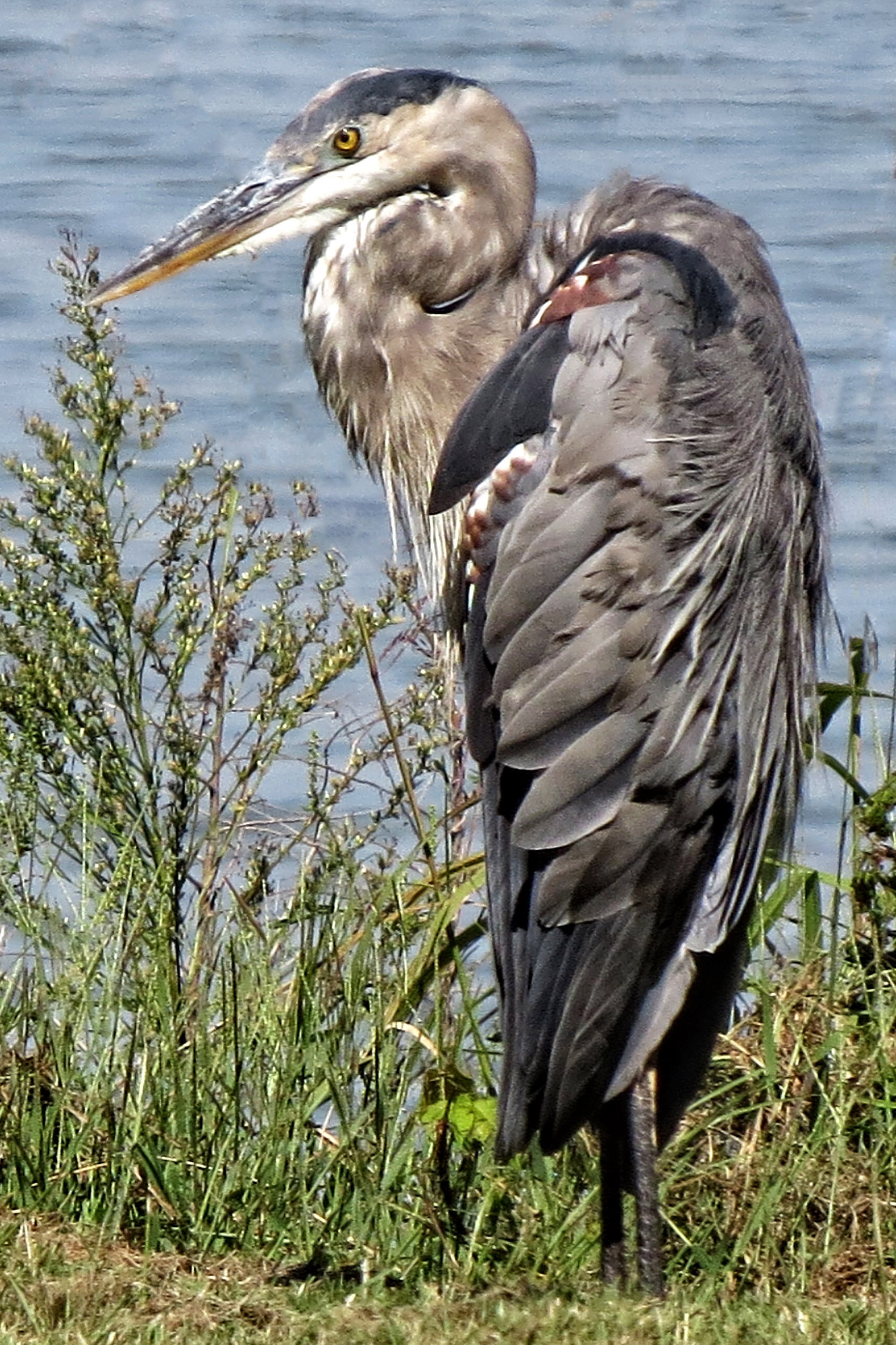 The Return of the Heron by Milanie · 365 Project