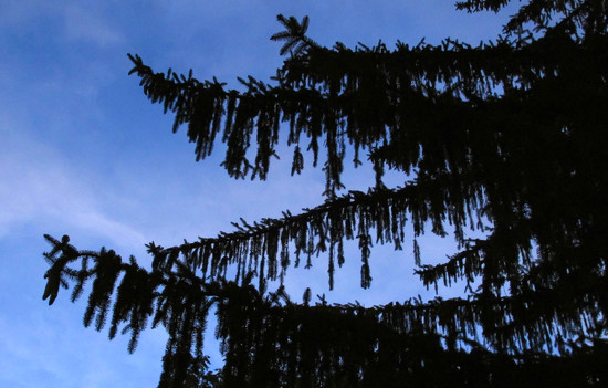 Draping pine tree by mittens (Marilyn) · 365 Project