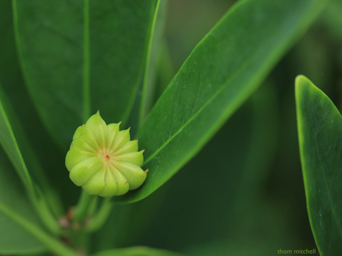 Small or Yellow anise tree by Thom Mitchell · 365 Project
