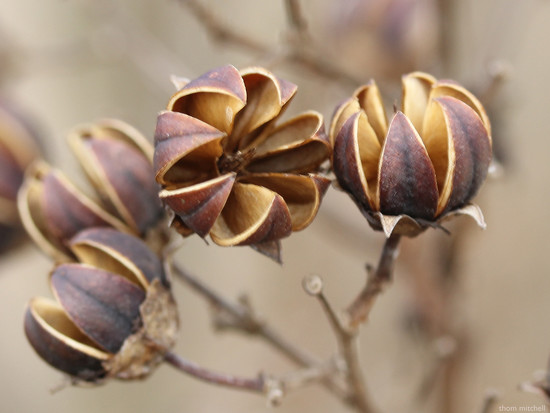 Lagerstroemia fruit (loculicidal capsule) by Thom Mitchell · 365 Project