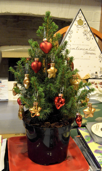 Very Small Tree by ArkensielPhotography · 365 Project