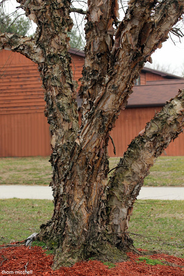 Flaky tree by Thom Mitchell · 365 Project