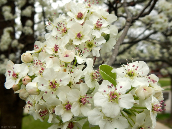 Our ‘Cleveland Select’ pear tree by Thom Mitchell · 365 Project