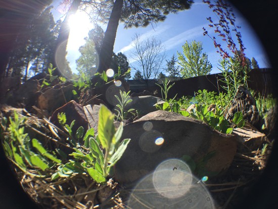 Bug Eye View by Walks @ 7 · 365 Project