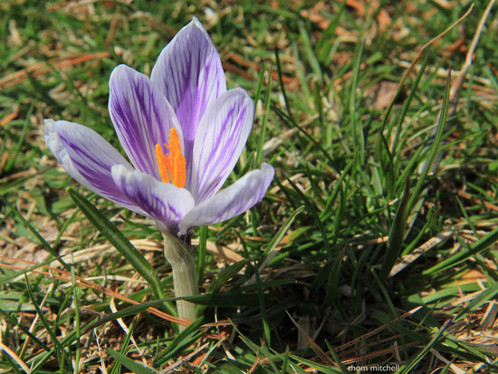 Crocus vernus 'Striped Beauty' by Thom Mitchell · 365 Project