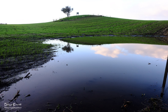 Puddle in a paddock by Delwyn Barnett · 365 Project