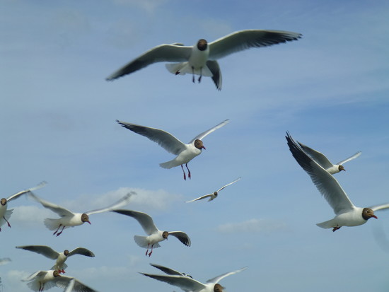Seagull (by Bad Company) by JackieR · 365 Project