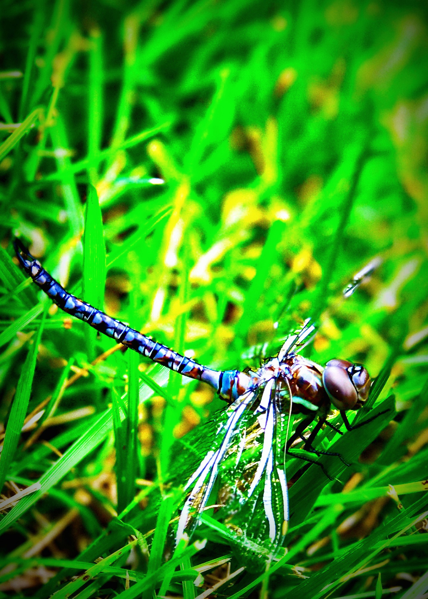 Dragonfly Dance by CC Folk · 365 Project