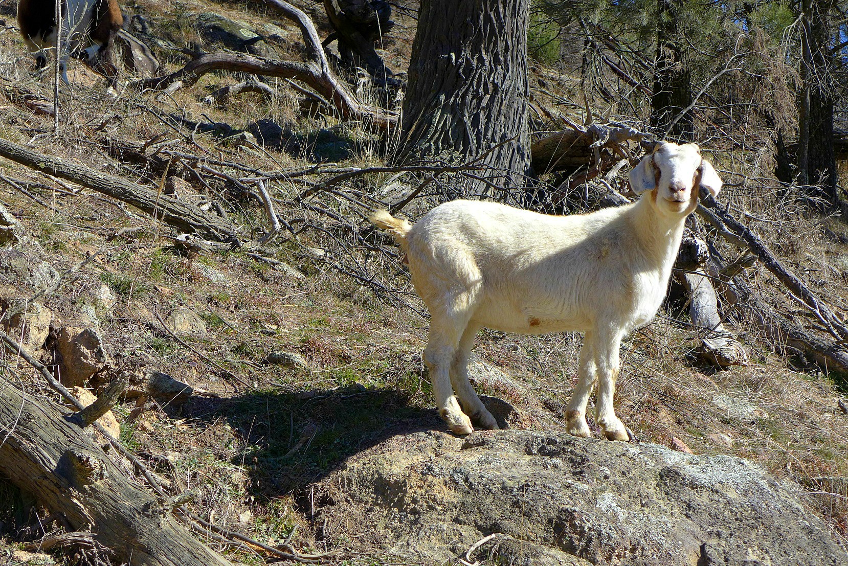 Floppy eared goat by l.eggzy (Linda) · 365 Project
