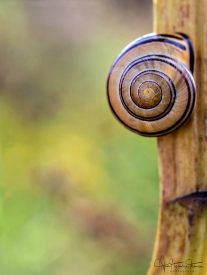 A right handed snail? by Ann Thomsen · 365 Project