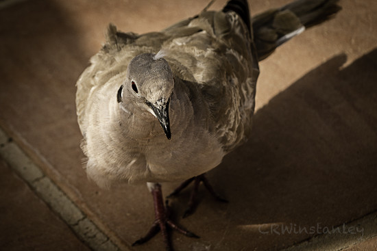 Day 249 Friendly Dove by Chris · 365 Project