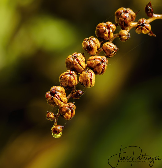 Crocosmia Seed Pods by Jane Pittenger · 365 Project