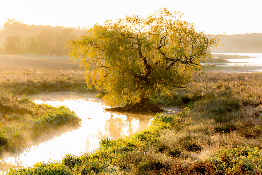 Willow the Wisp by Richard Brown · 365 Project