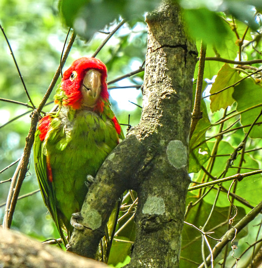 Red Masked Conure at Birds of Eden..... by Diana · 365 Project