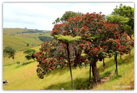 Ponga in the Pohutukawa Tree.. by julia · 365 Project