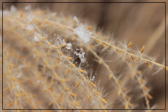 Snowflakes on Grass by Ann H. LeFevre · 365 Project