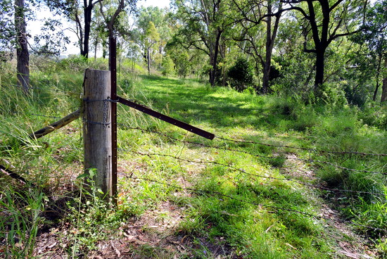 A Cocky's Gate by Margaret Pengelly · 365 Project