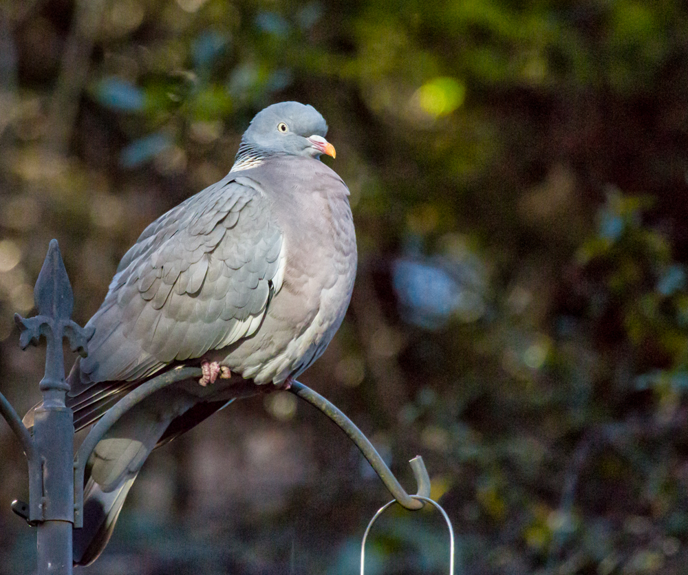 Big fat pigeon again by Pam Knowler · 365 Project