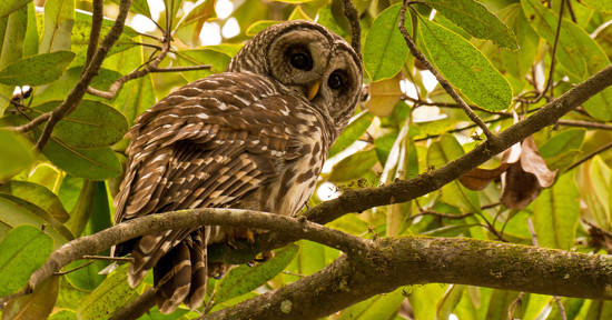 Scared Owl! by Rick · 365 Project