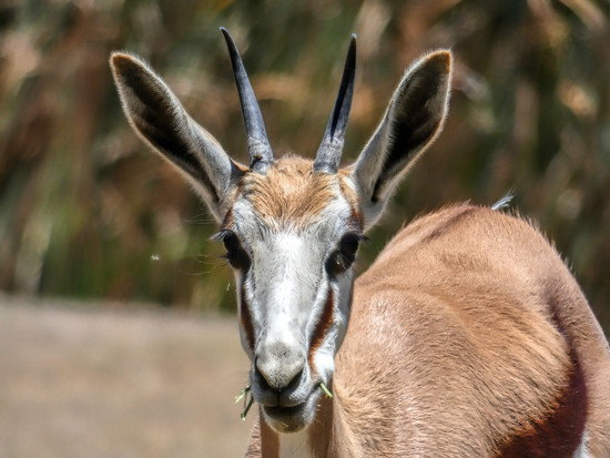 Springbok eating Lucerne ..... by Diana · 365 Project