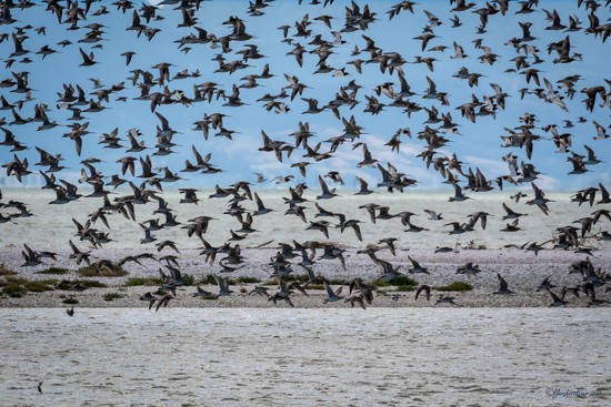 Flight of the Godwits by Carole G · 365 Project