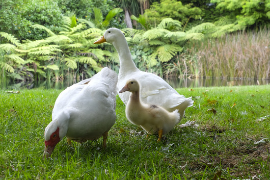 Mother duck, father duck and baby by Delwyn Barnett · 365 Project