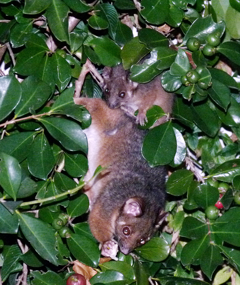 Mother and Baby Ringtail Possums by Babs · 365 Project