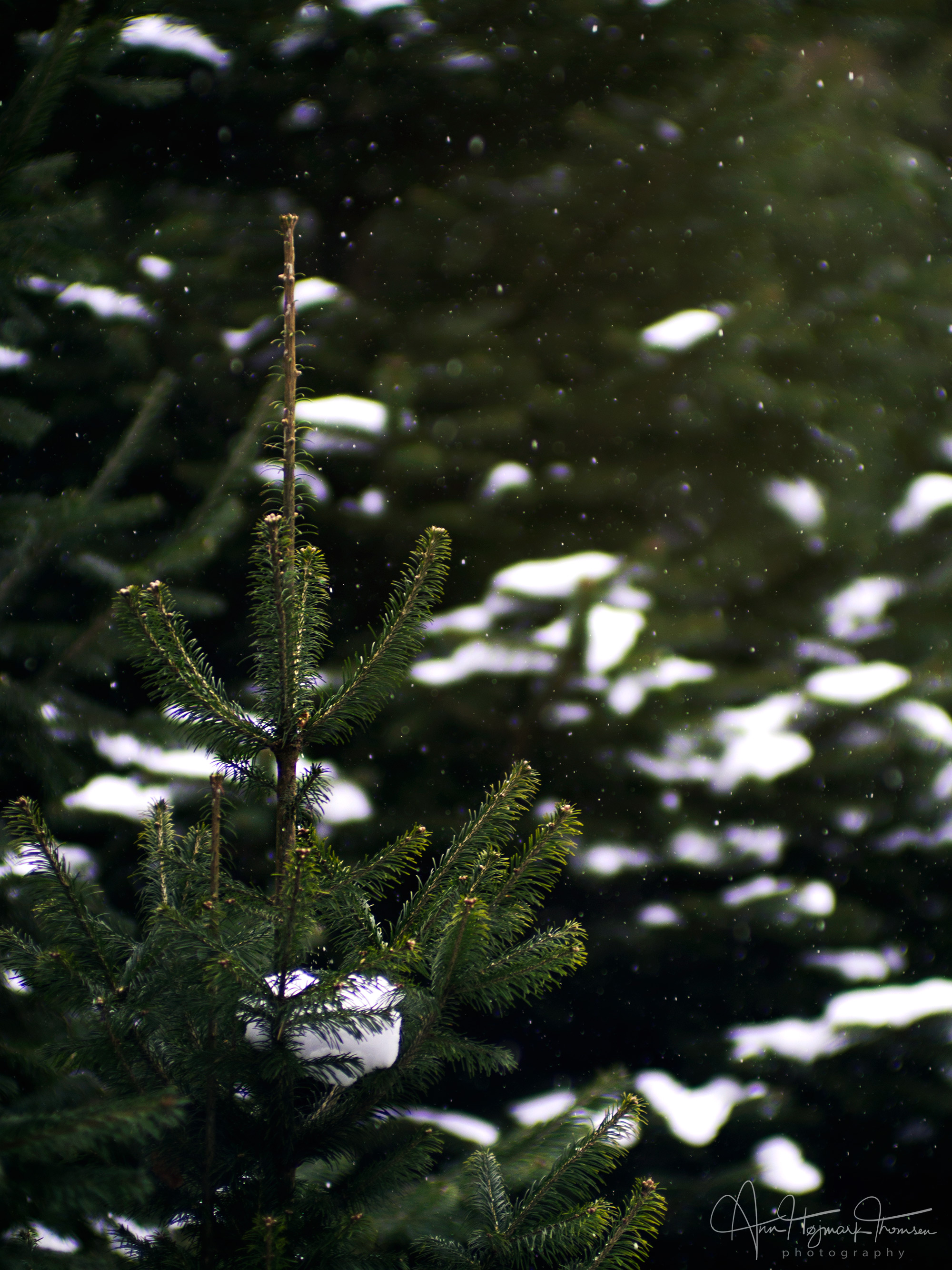 The little fir tree… by Ann Thomsen · 365 Project