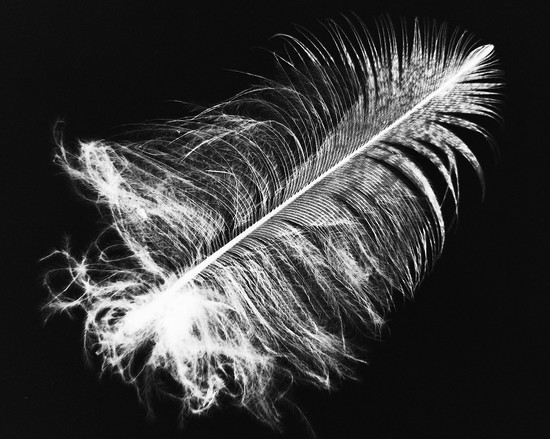 X-ray Feather by Babs · 365 Project