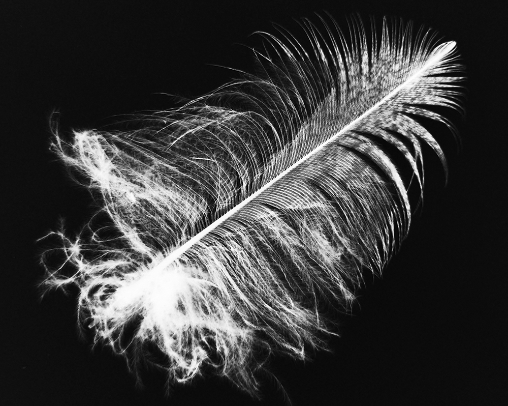 X-ray Feather by Babs · 365 Project