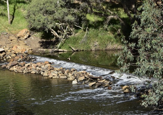 Murray River Weir_DSC5181 by Merrelyn · 365 Project