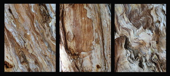 Melaleuca Bark by Babs · 365 Project