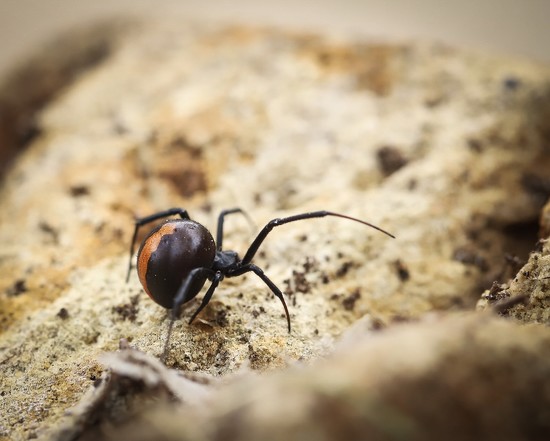 The biggest Redback spider I’ve ever seen! by Jodie · 365 Project