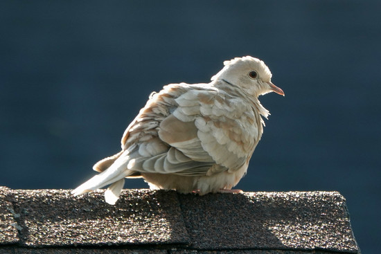 The Prettiest Dove in Town by Milanie · 365 Project