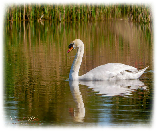 Sleepy Swan by carol white · 365 Project