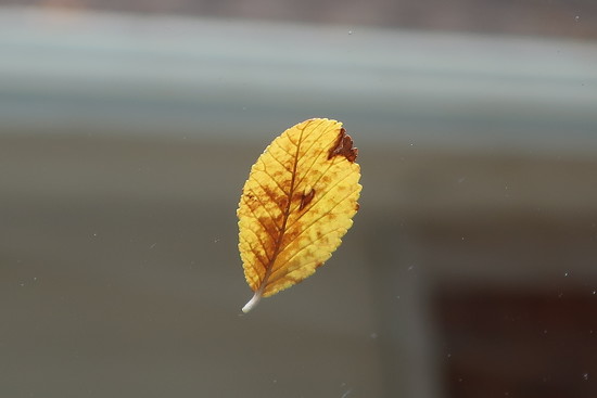 Fall is around the corner by Lou Ann · 365 Project