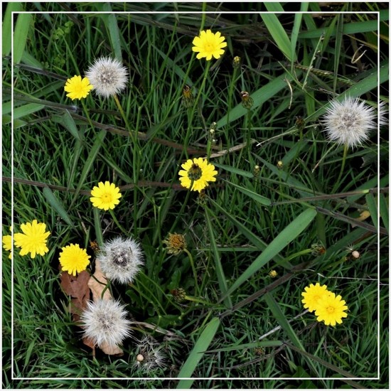 Pretty Weeds ~ by Valerie Chesney · 365 Project