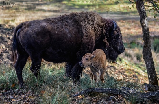 Baby Bison Moving Towards Mom's Udders by Jane Pittenger · 365 Project