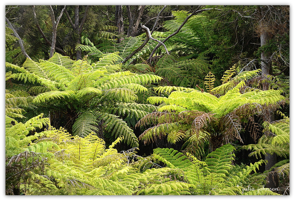 NZ Punga... Tree Ferns by julia · 365 Project